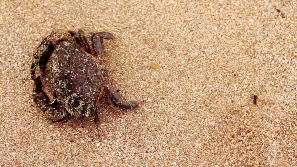 În curând - Natural TV